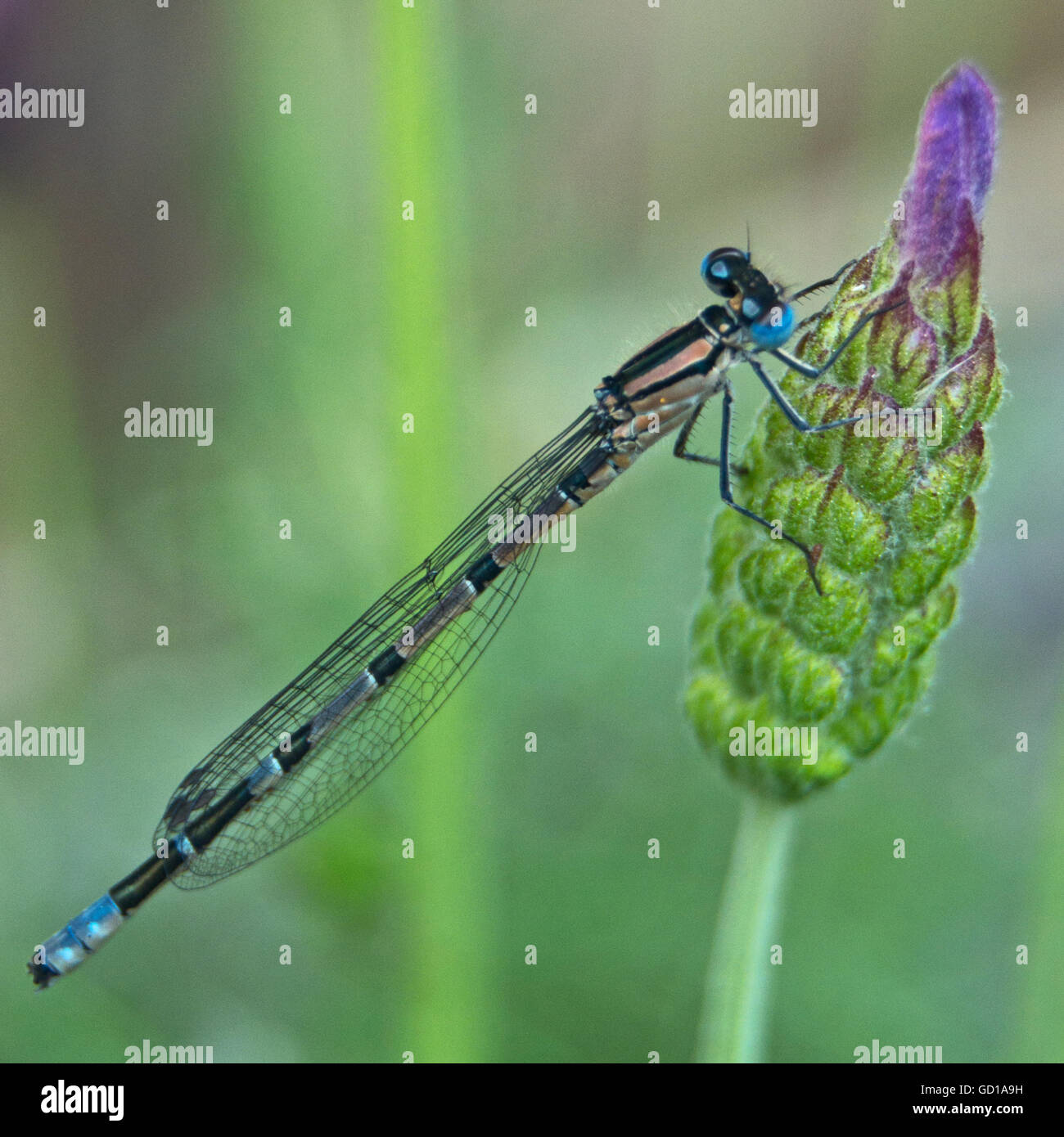 Dragonfly on lavender Stock Photo - Alamy