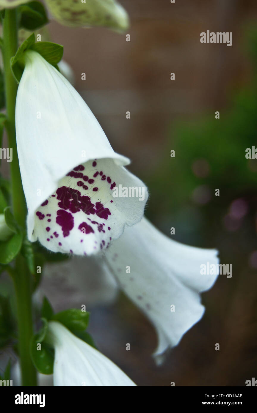 White foxglove (digitalis purpurea alba Stock Photo - Alamy