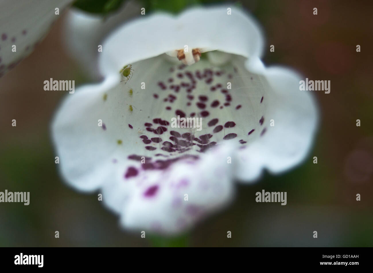 White foxglove (digitalis purpurea alba Stock Photo - Alamy