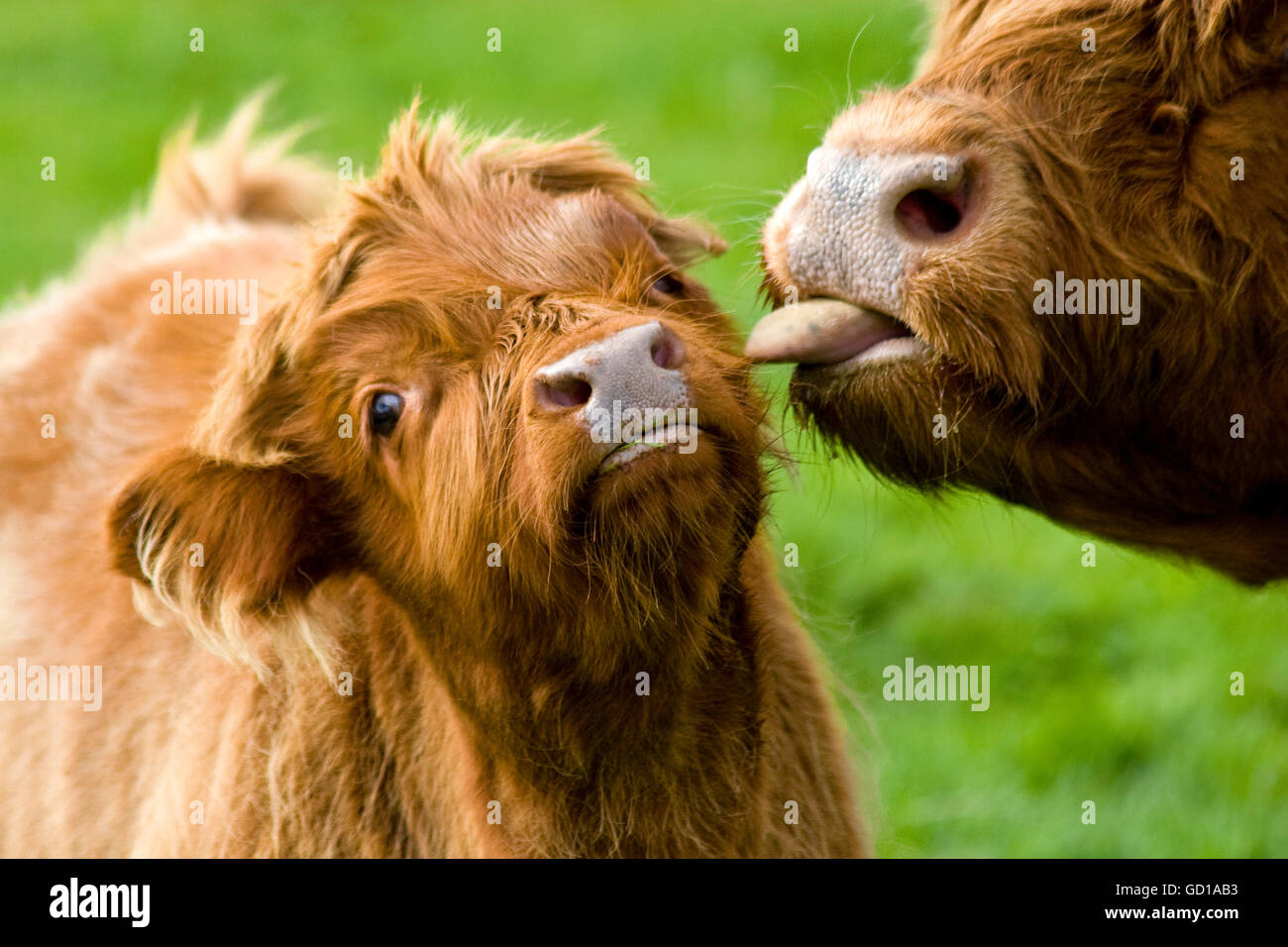 Highland cow calf scotland hi-res stock photography and images - Alamy