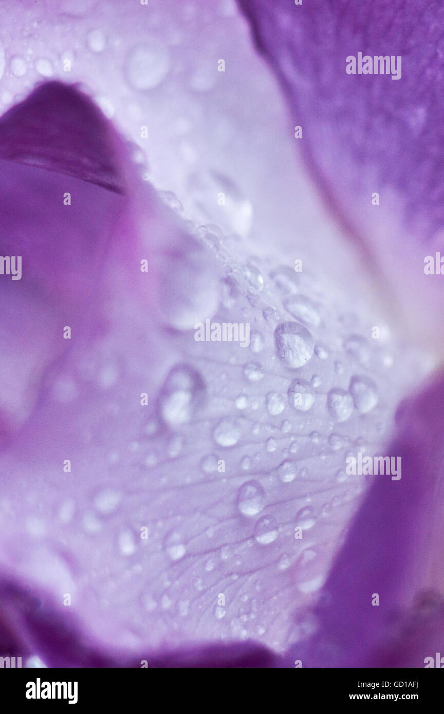 'Blue for you' purple rose with raindrops Stock Photo - Alamy