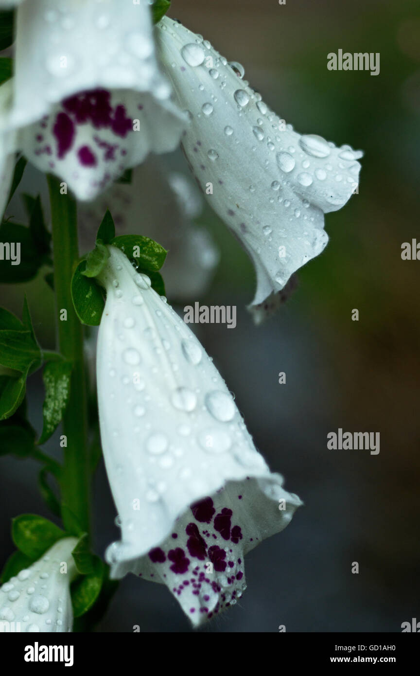 White foxglove with raindrops (digitalis purpurea alba Stock Photo - Alamy