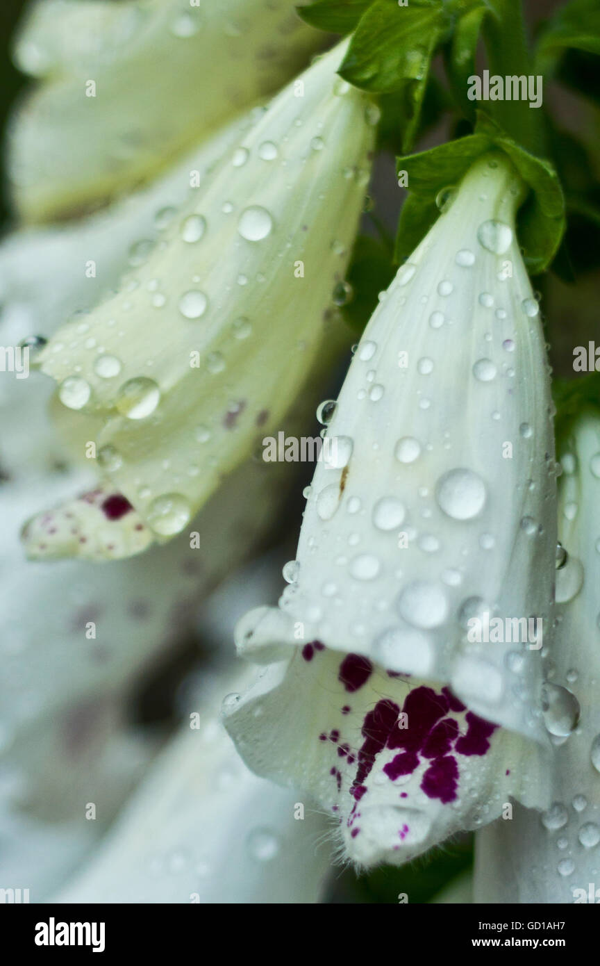 White foxglove with raindrops (digitalis purpurea alba Stock Photo - Alamy