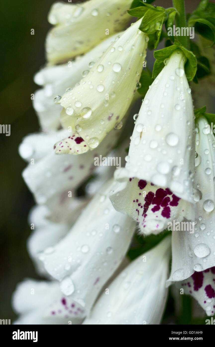 White foxglove with raindrops (digitalis purpurea alba Stock Photo - Alamy
