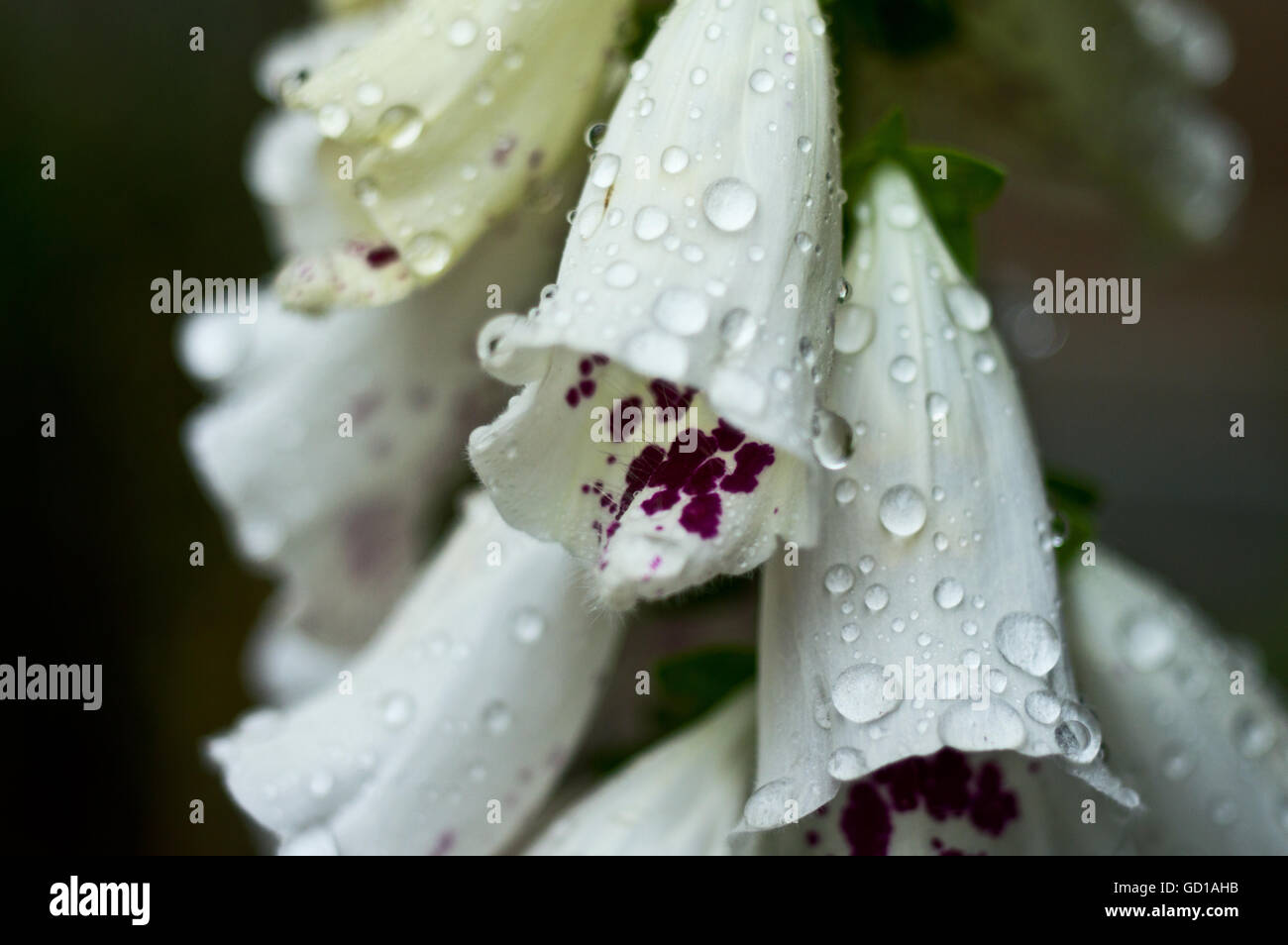 White foxglove with raindrops (digitalis purpurea alba Stock Photo - Alamy