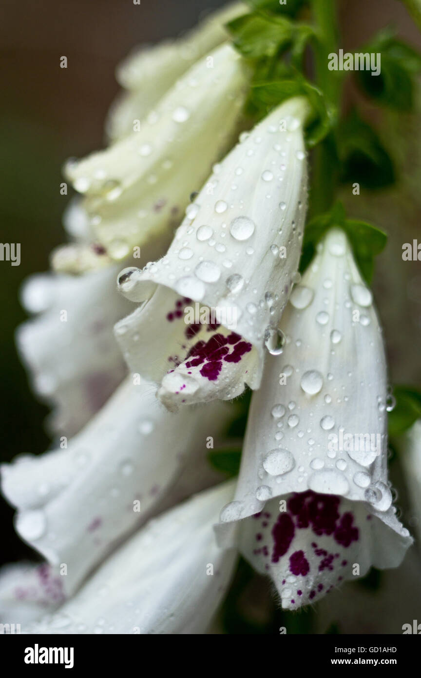 White foxglove with raindrops (digitalis purpurea alba Stock Photo - Alamy