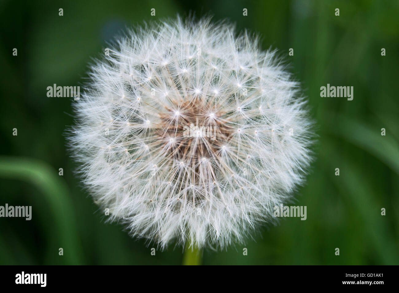 Dandelion head hi-res stock photography and images - Alamy