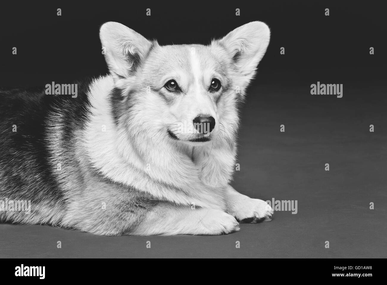 Beautiful welsh corgi dog Stock Photo - Alamy