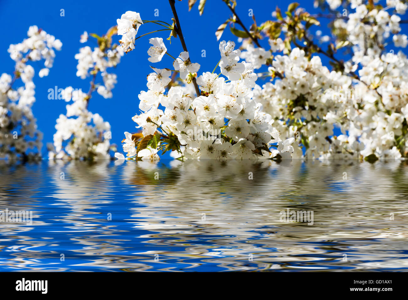 Cherry Blossoms with reflection in water sun and blue sky Stock Photo ...