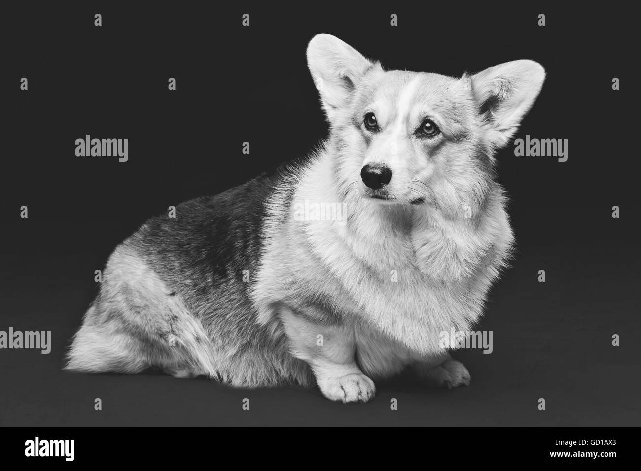 White corgi Black and White Stock Photos & Images - Alamy