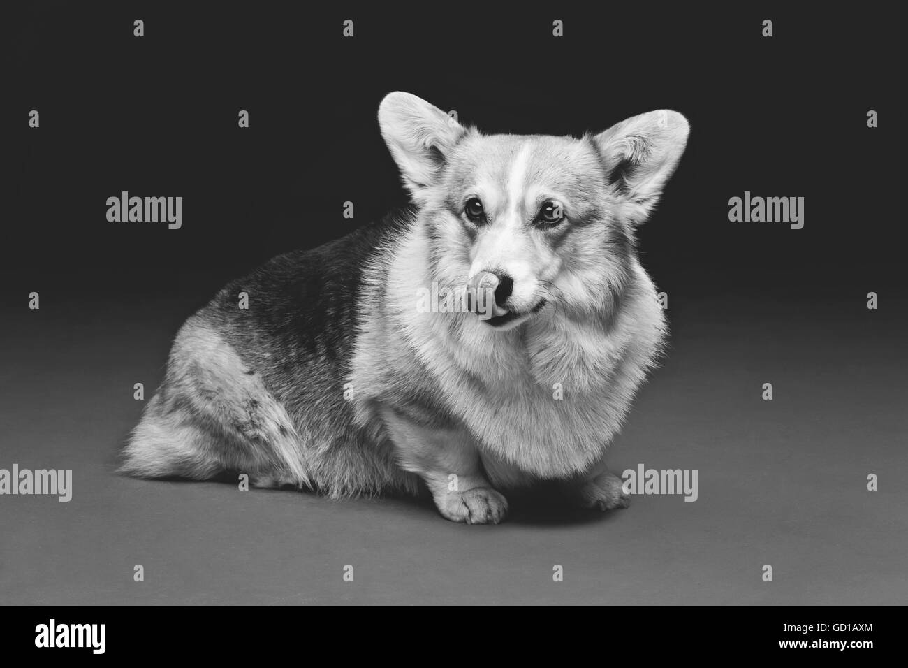 Funny dog puppy corgi Black and White Stock Photos & Images - Alamy