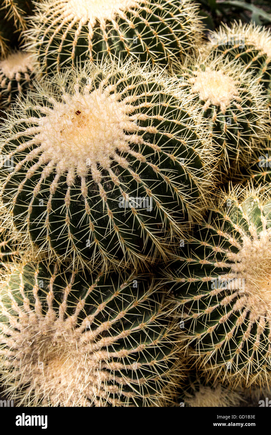 golden ball cactus, Echinocactus grusonii, golden barrel cactus, mother ...