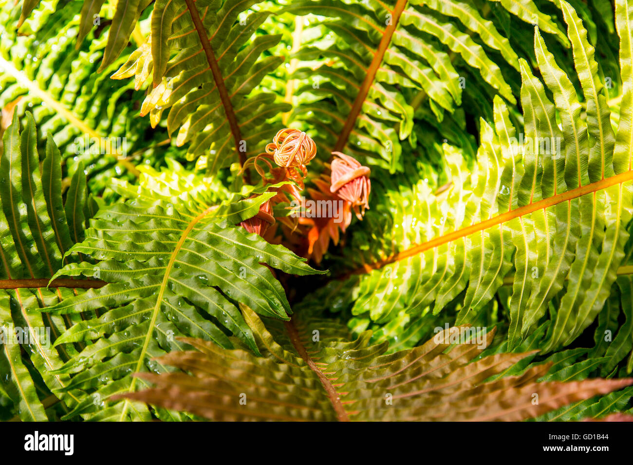 Brazilian fern, Blechnum brasiliense Stock Photo - Alamy