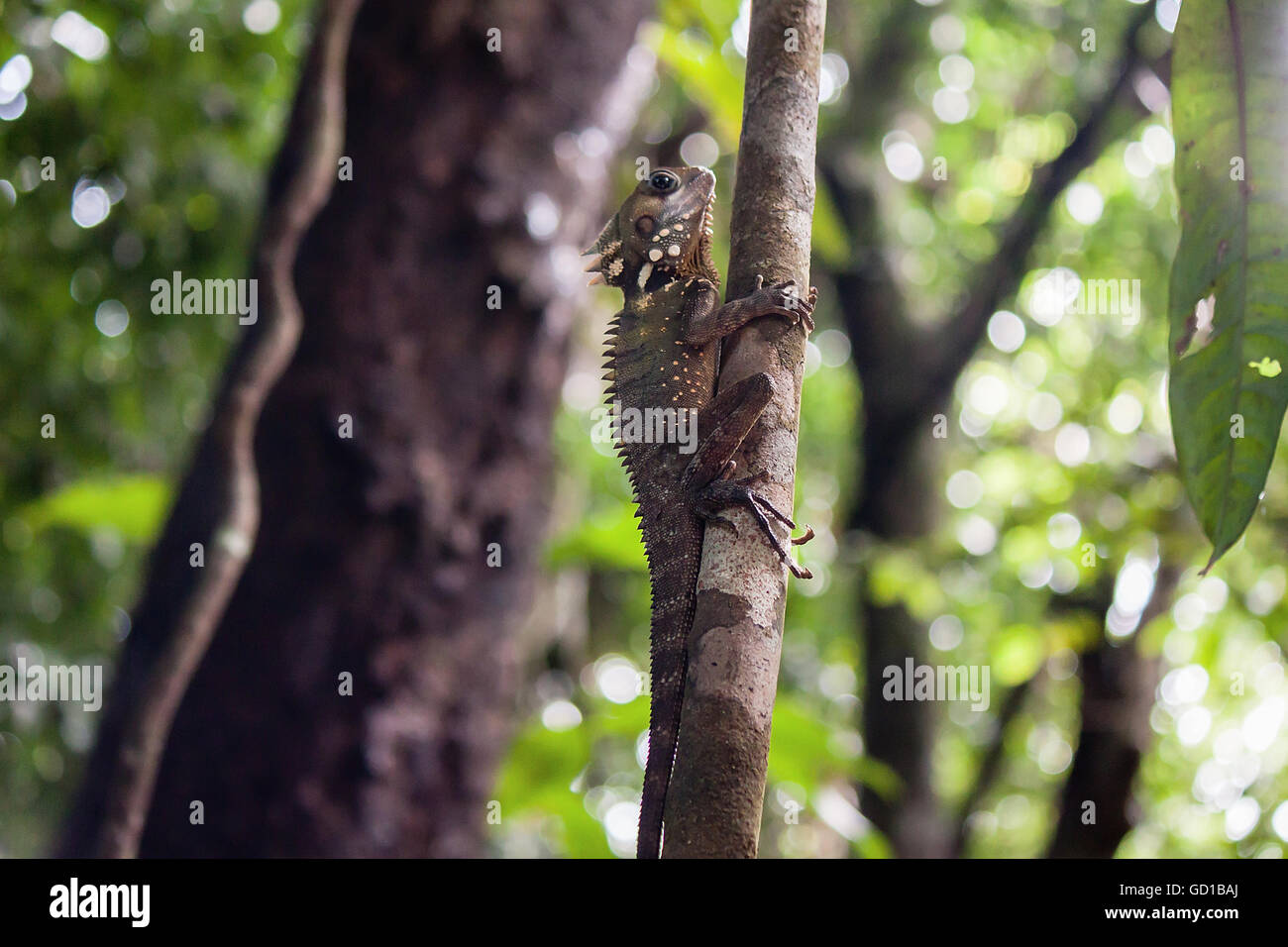 Boyd's Forest Dragon Lizard, Mossman Gorge, Queensland, Australia Stock ...