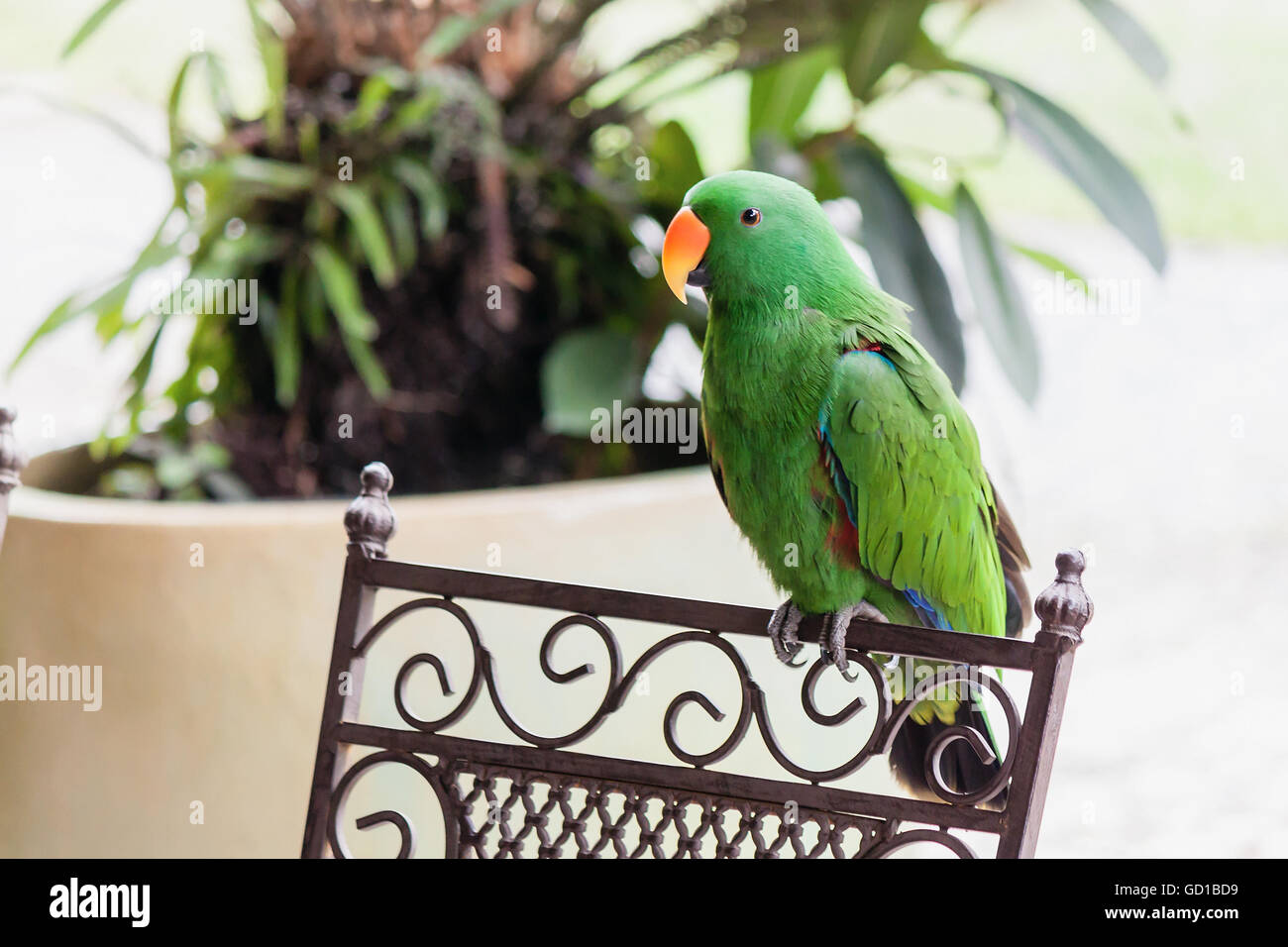 Colorful green eclectus parrot on chair, Daintree Rainforest, northeast ...