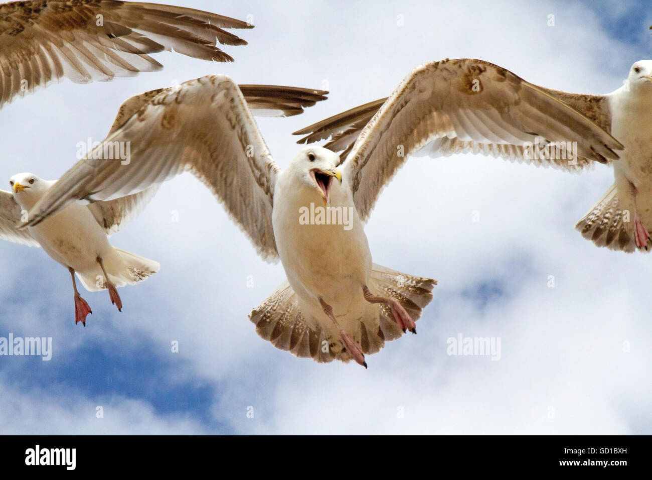 Aggressive seagull hi-res stock photography and images - Alamy