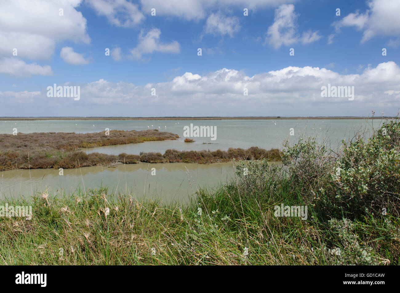 Flamingos in the wetlands of the Camargue. Provence, France Stock Photo ...