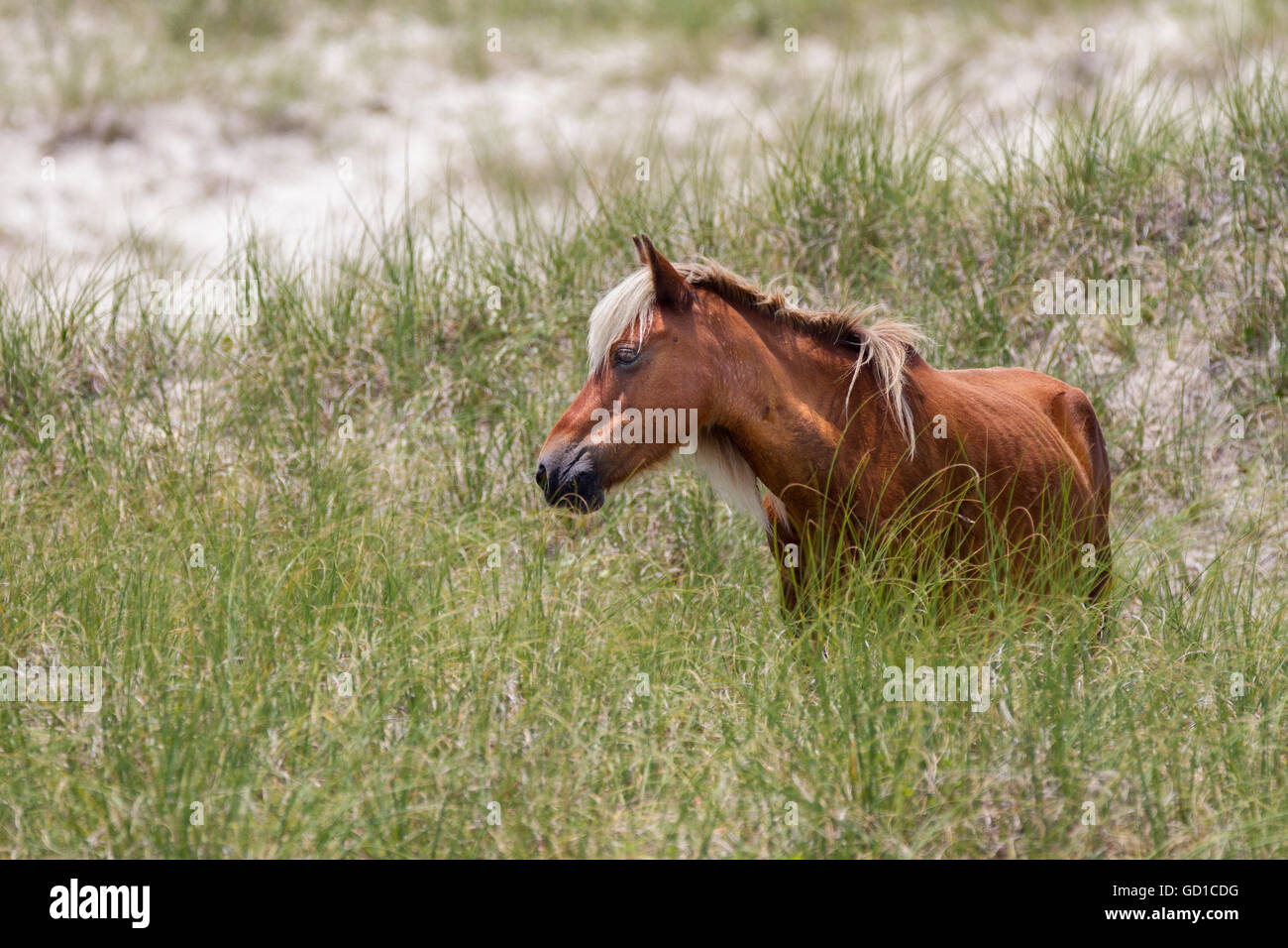 Dune with scrub hi-res stock photography and images - Alamy