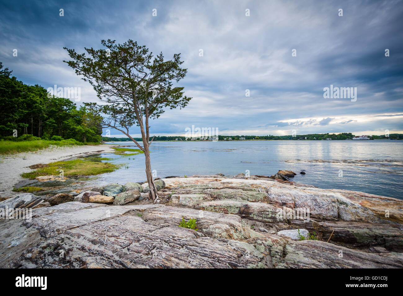 New Hampshire State Tree High Resolution Stock Photography and Images ...