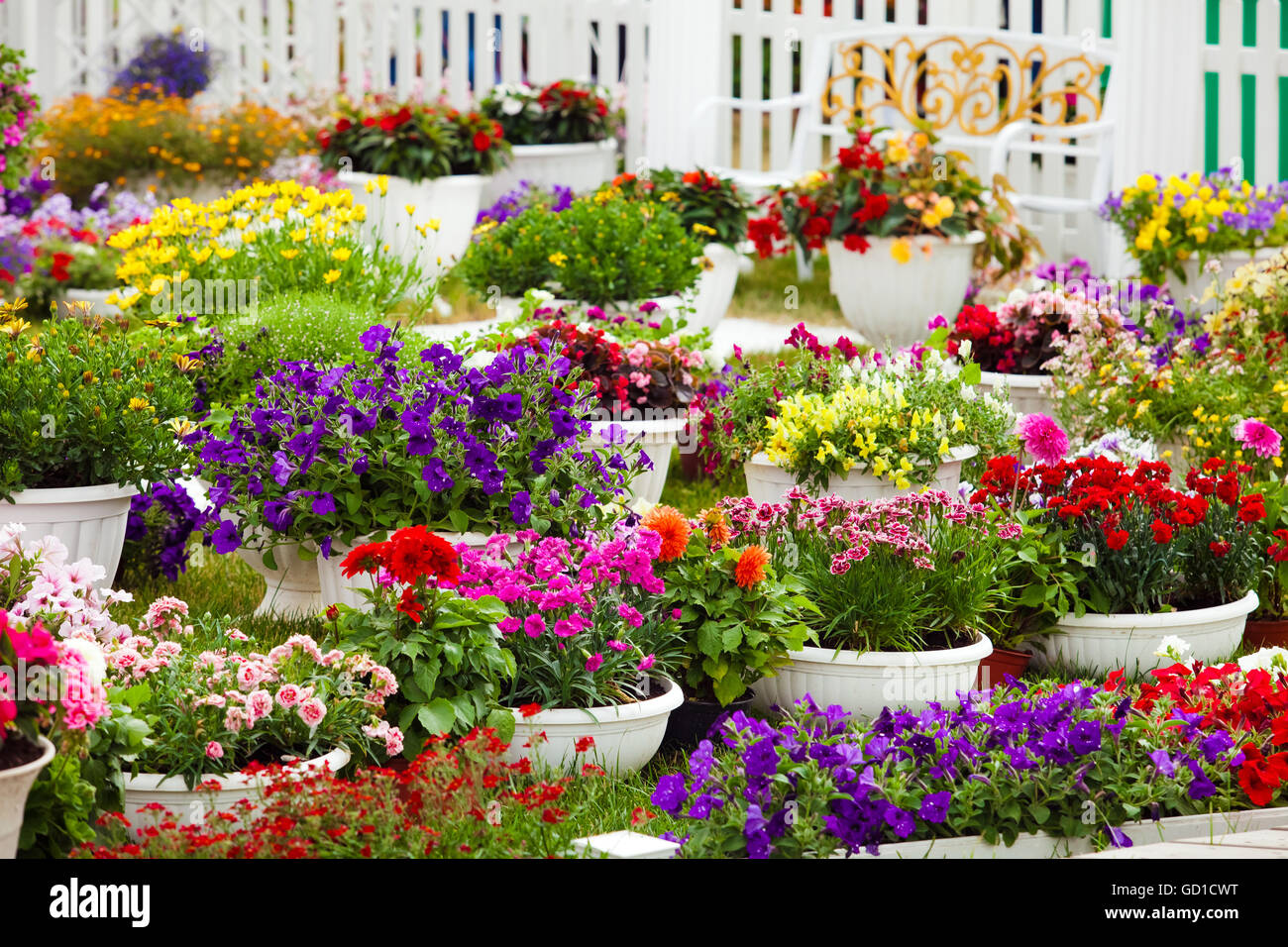Garden flowers of different colors in pots Stock Photo - Alamy