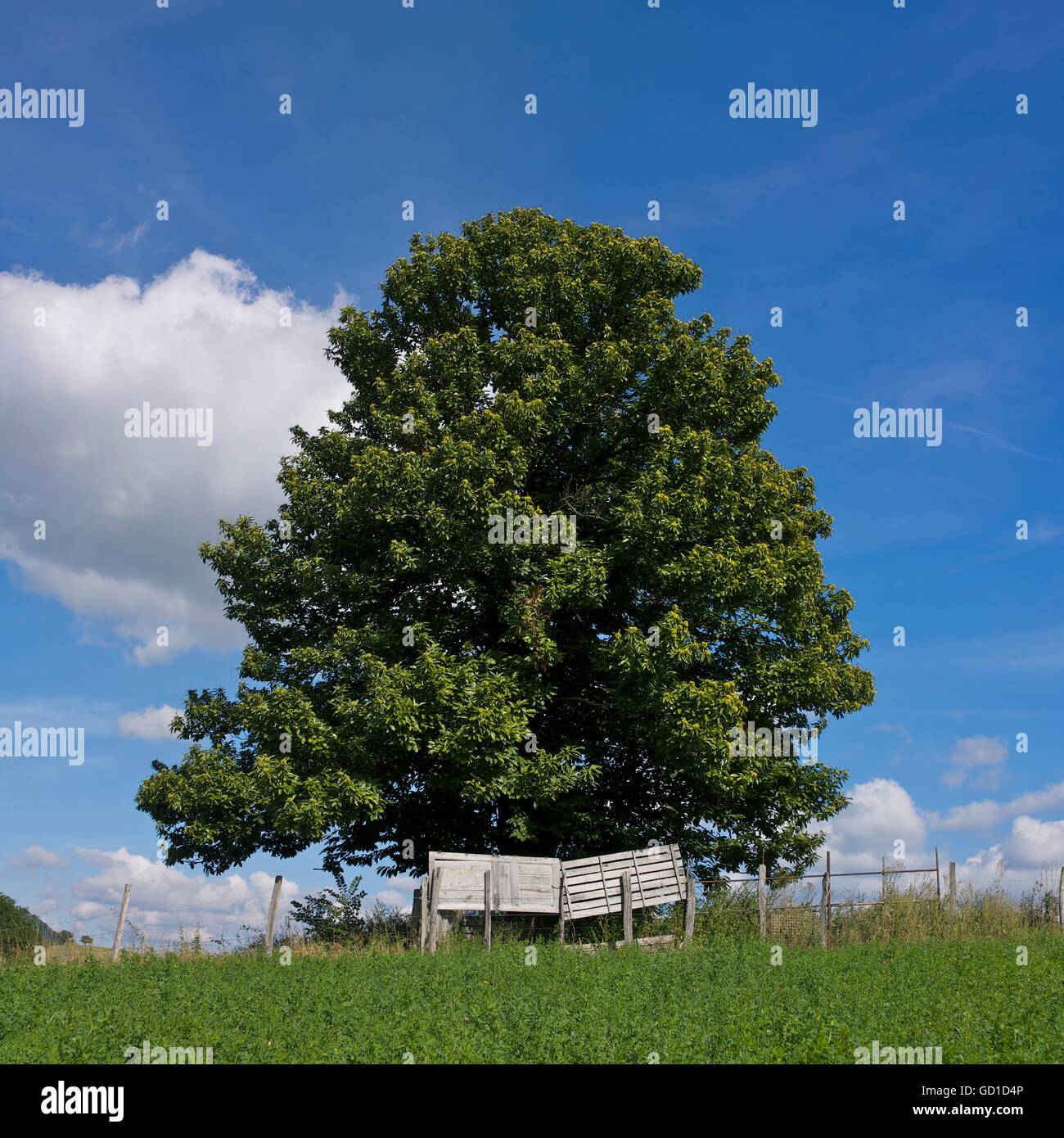 Oak tree (Quercus Stock Photo - Alamy