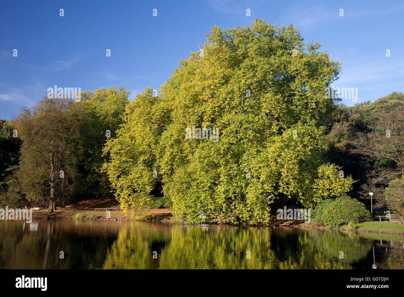 Romberg park botanical garden hi-res stock photography and images - Alamy