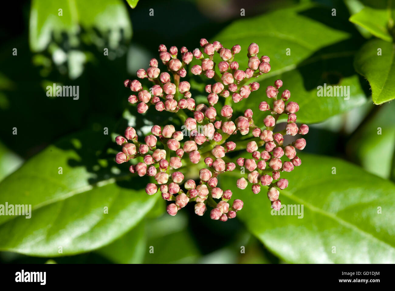 Laurustinus, Laurustinus Viburnum, or Laurestine (Viburnum tinus Stock ...