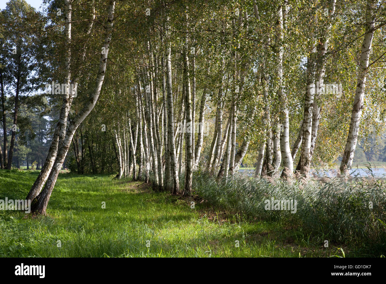 Avenue of birch trees, Spreewald Biosphere Reserve, Brandenburg Stock ...