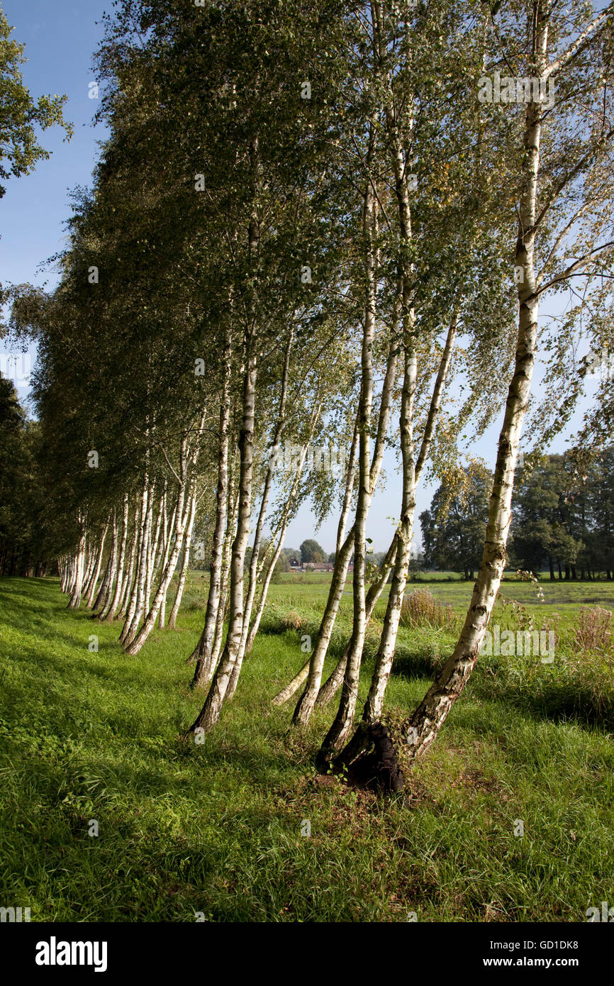 Avenue of birch trees, Spreewald Biosphere Reserve, Brandenburg Stock ...