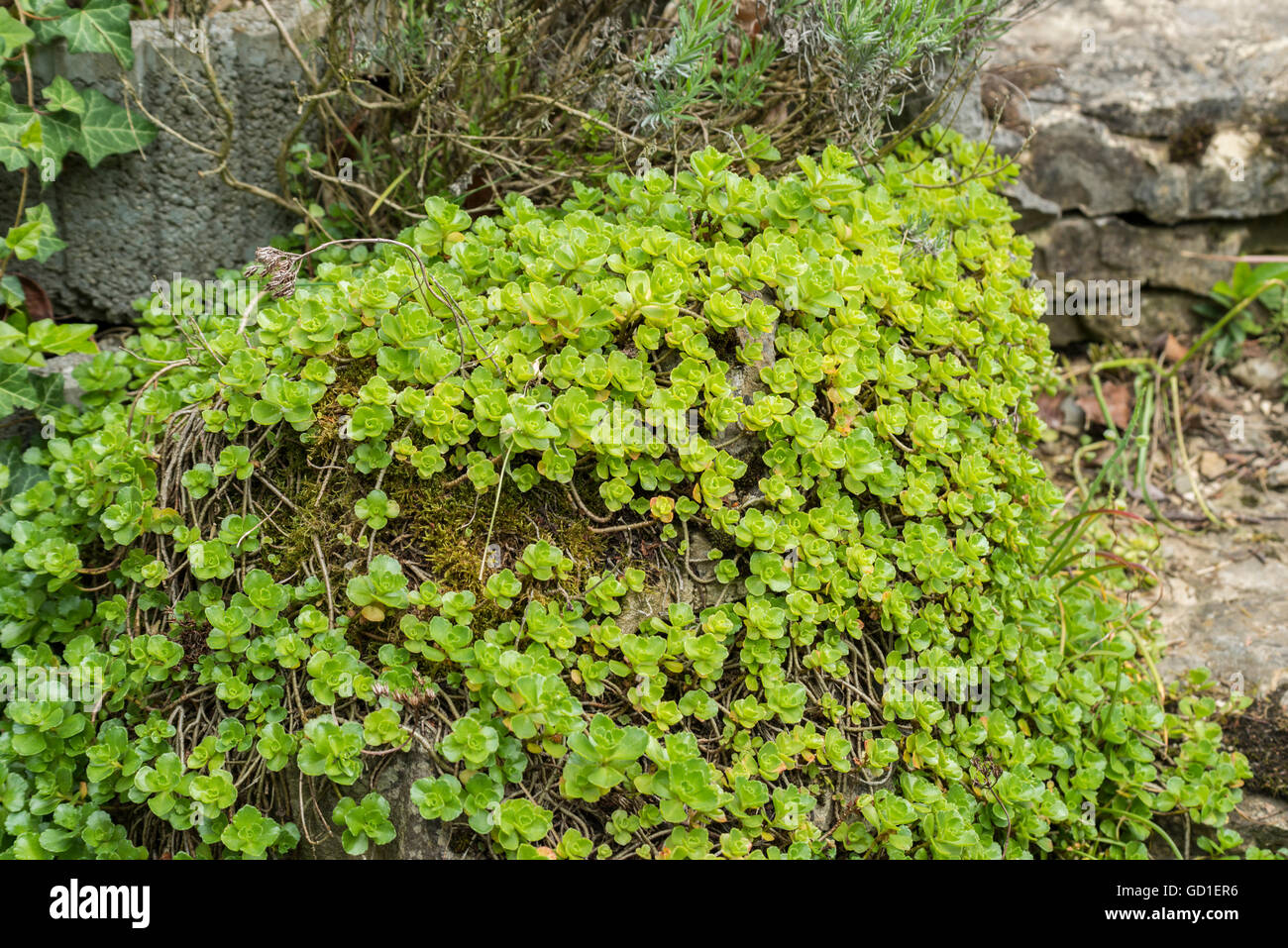 Overgrown stone in a garden Stock Photo - Alamy