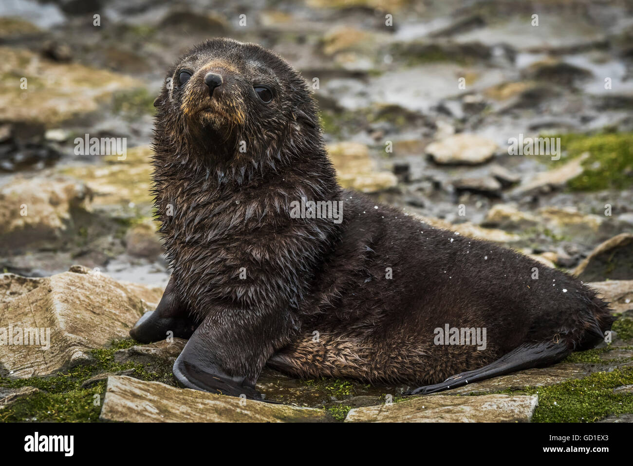 Antarctic fur seal pup (Arctocephalus gazella) on mossy rocks ...
