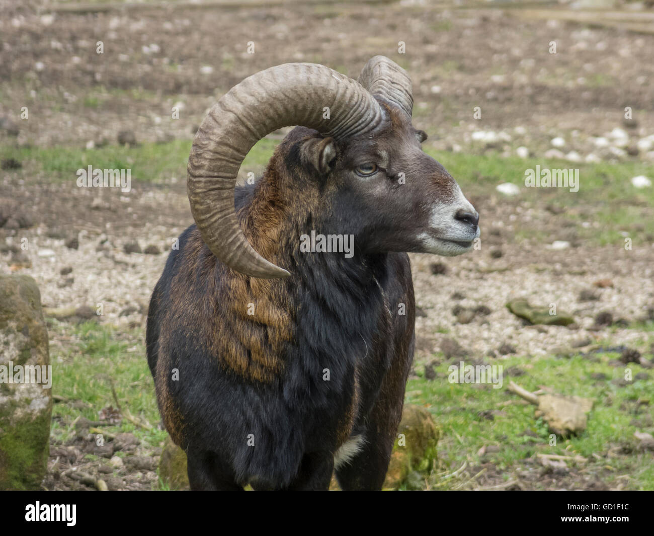 At mouflon hunting hi-res stock photography and images - Alamy