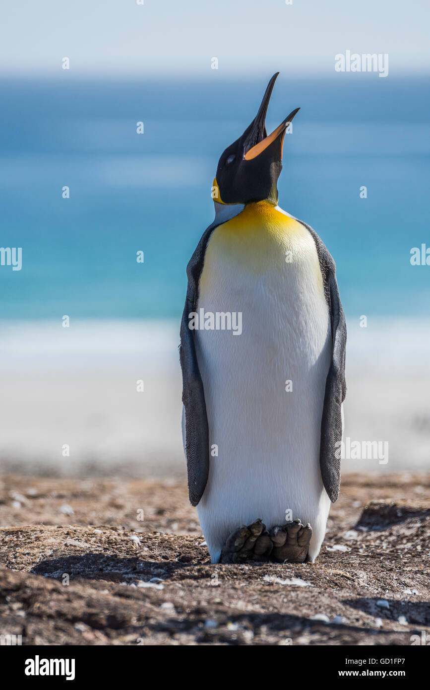 King penguin (Aptenodytes patagonicus) squawking in sunshine on beach ...