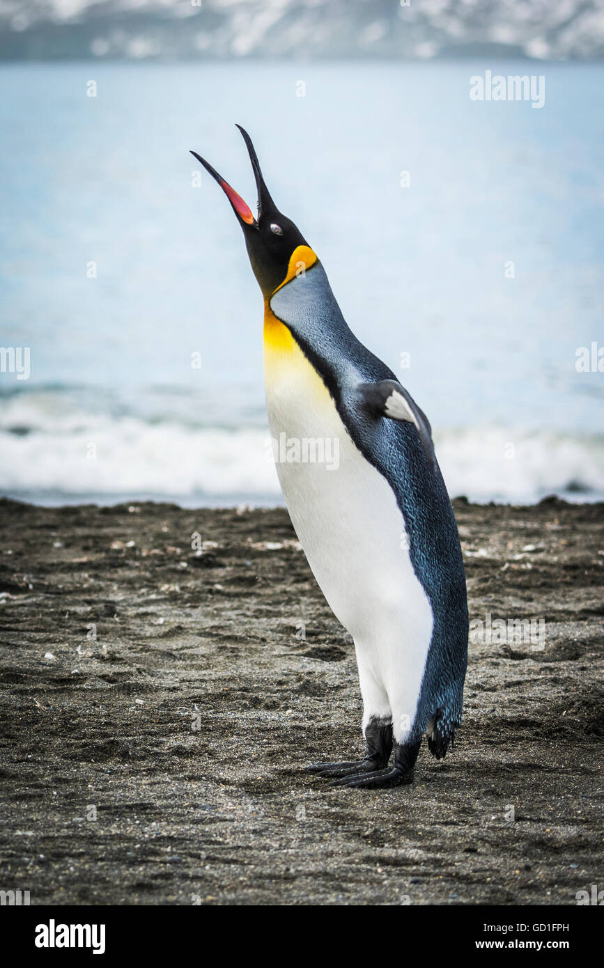 King penguin (Aptenodytes patagonicus) squawking on beach beside water ...