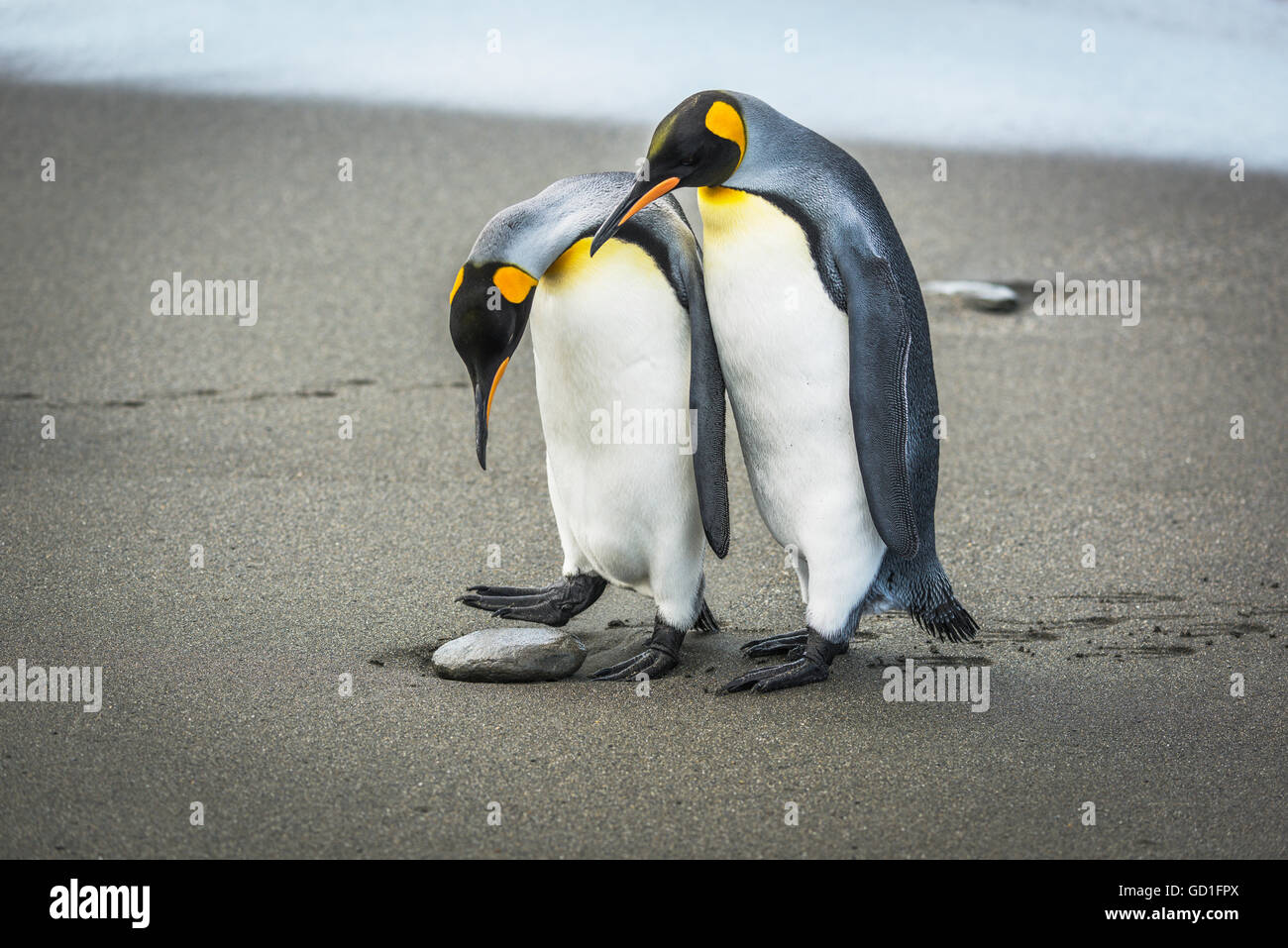 A King Penguin Looks Down And Wonders Whether To Step Over A Pebble On ...