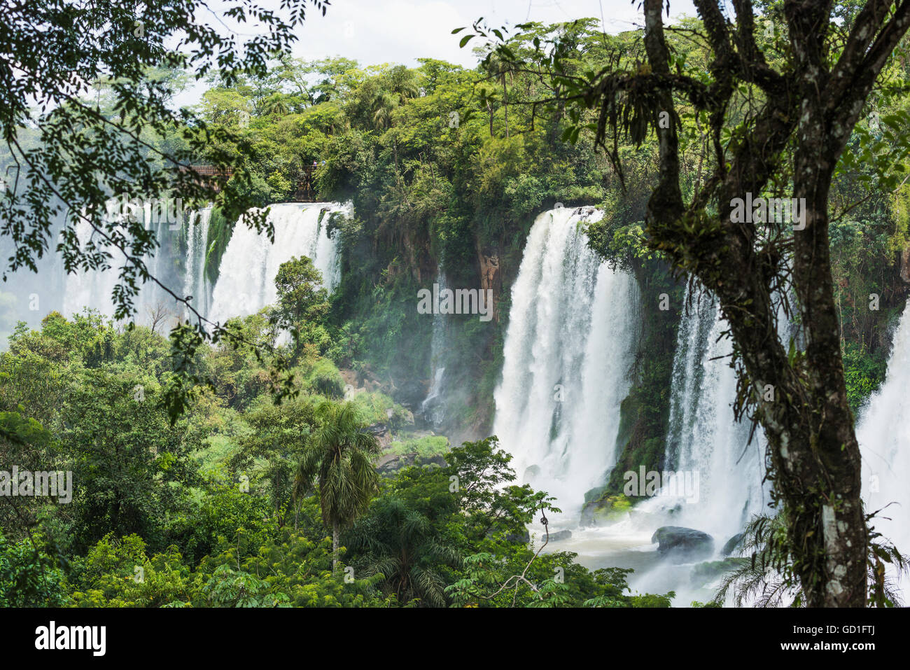 Line of Iguazu waterfalls seen between trees; Parana, Brazil Stock ...