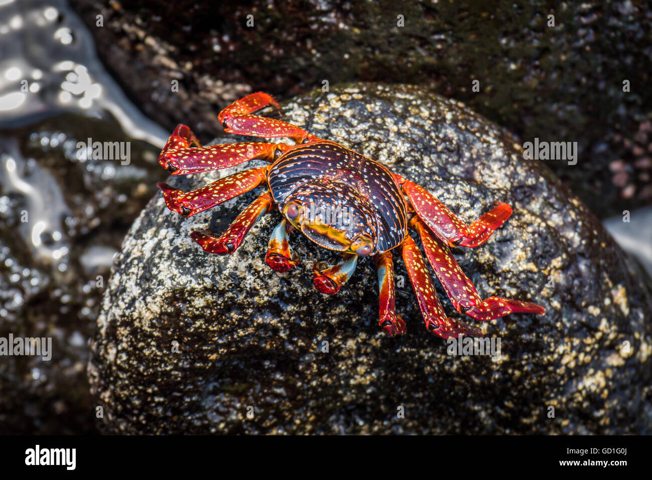 Wet crab hi-res stock photography and images - Alamy