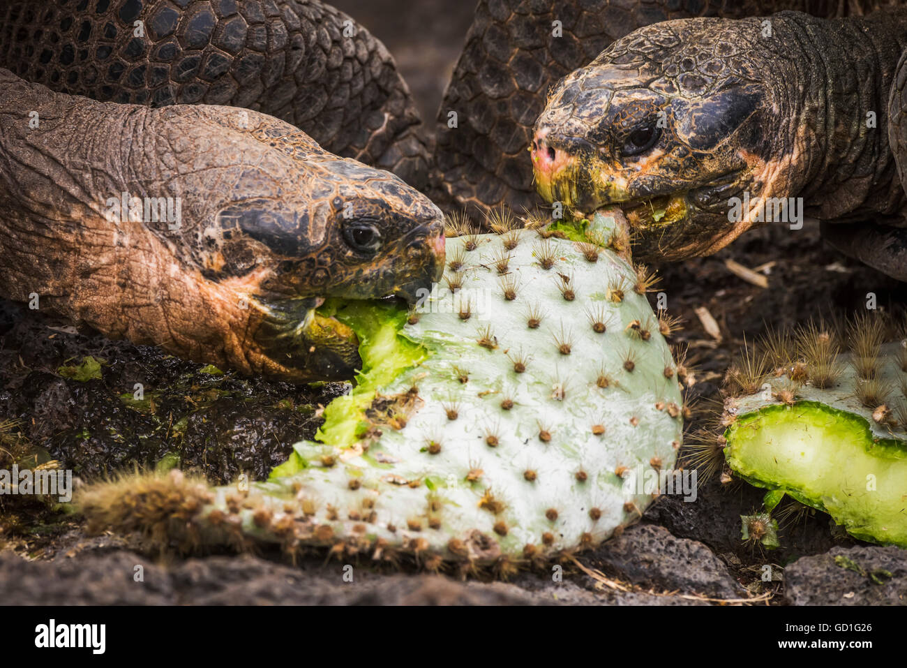 Two Galapagos giant tortoises (Geochelone) biting cactus leaves ...