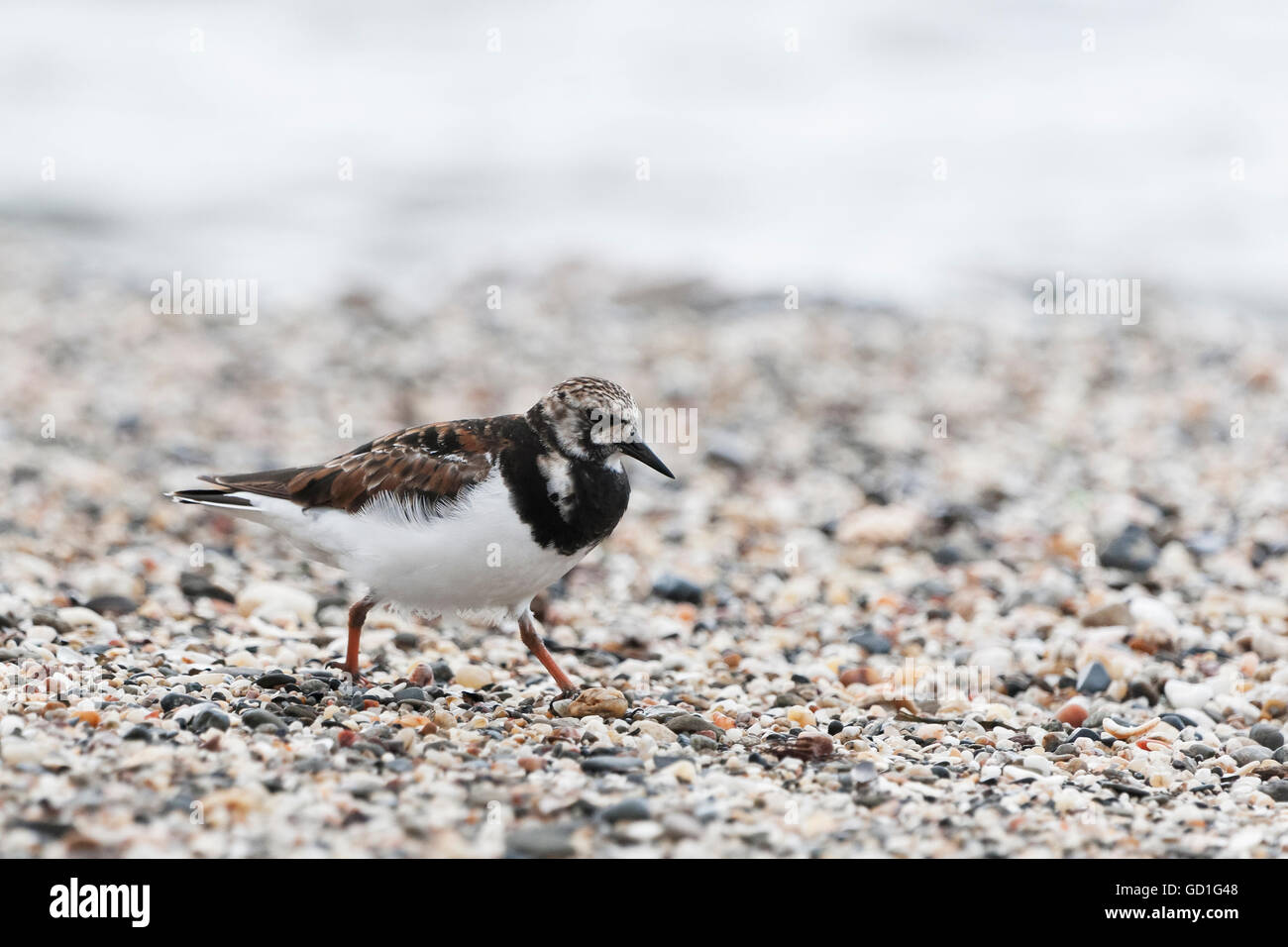 Turnstone portrait, taken in Spain Stock Photo - Alamy
