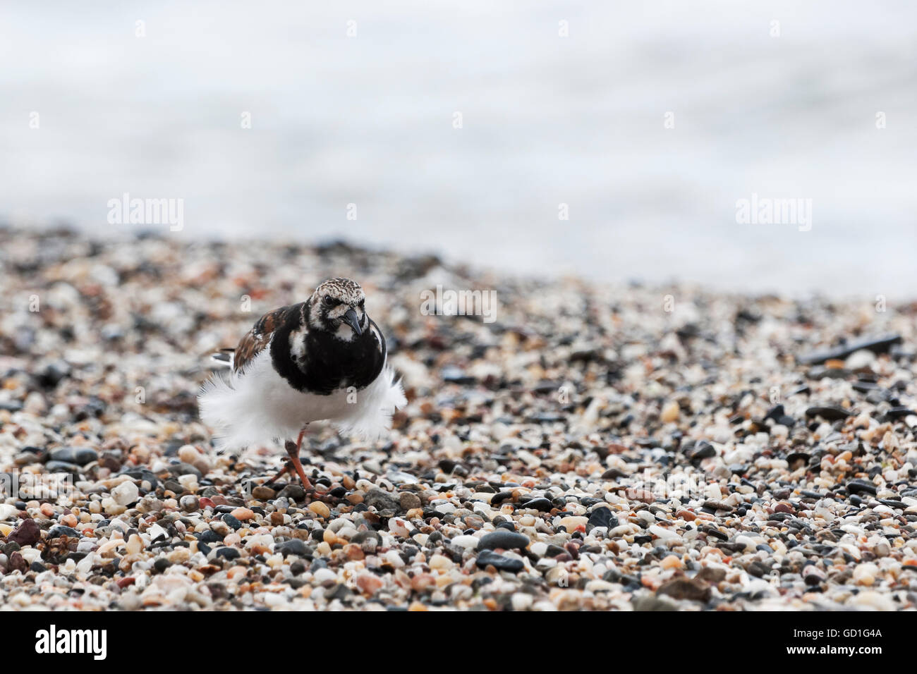 Turnstone bird side view hi-res stock photography and images - Alamy
