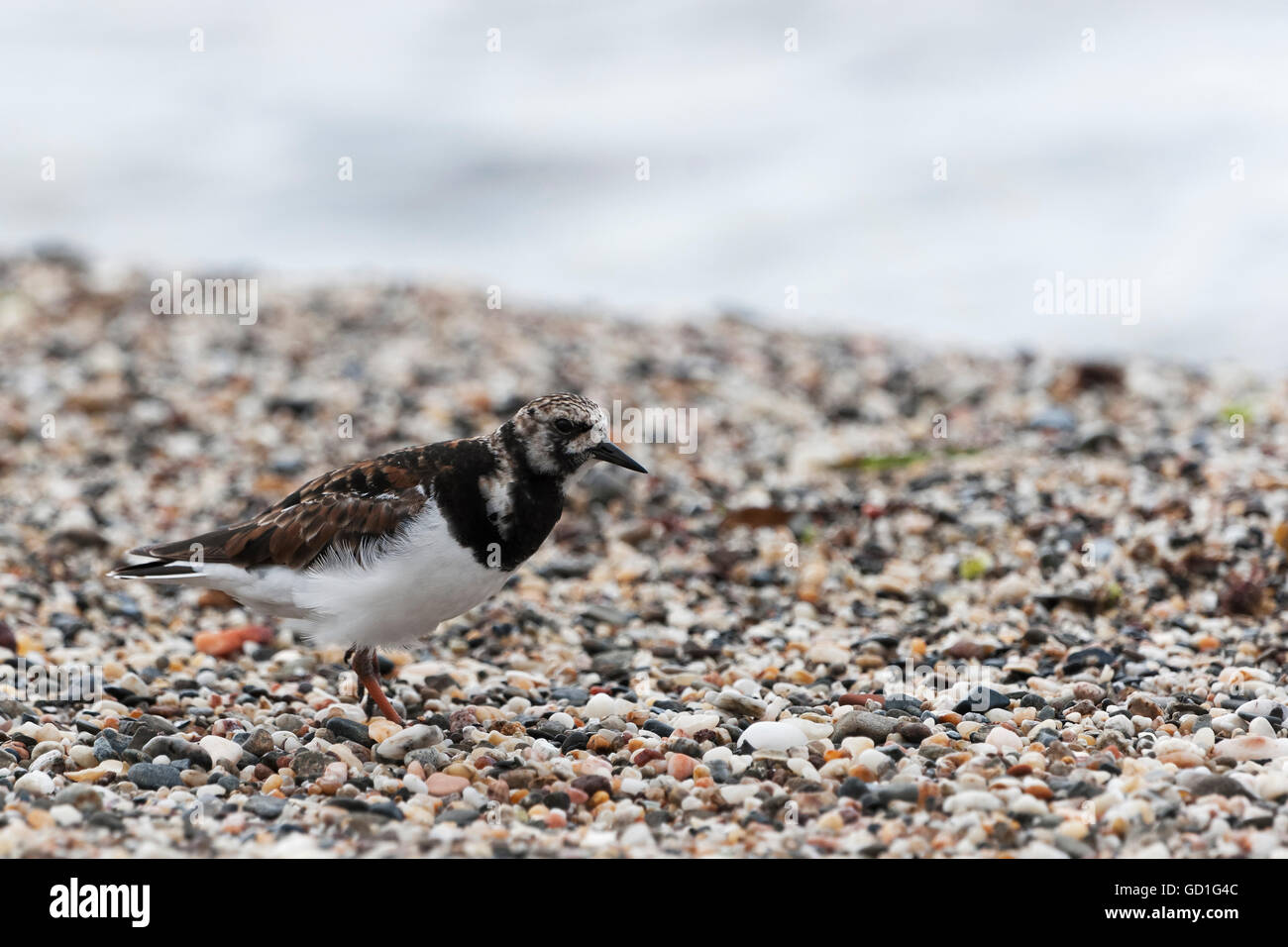 Turnstone bird side view hi-res stock photography and images - Alamy