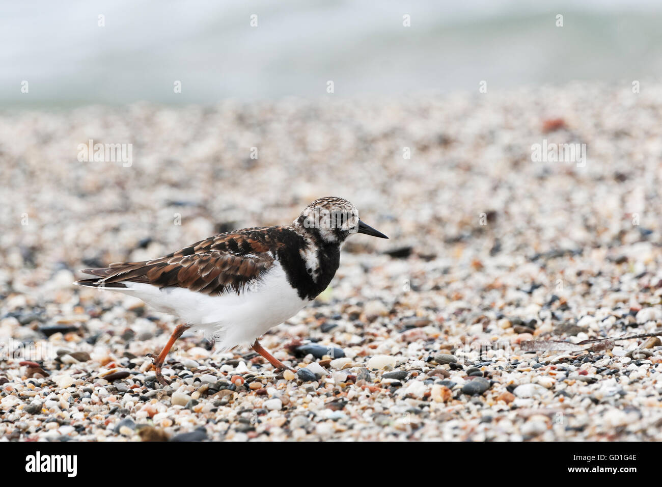 Turnstone portrait, taken in Spain Stock Photo - Alamy