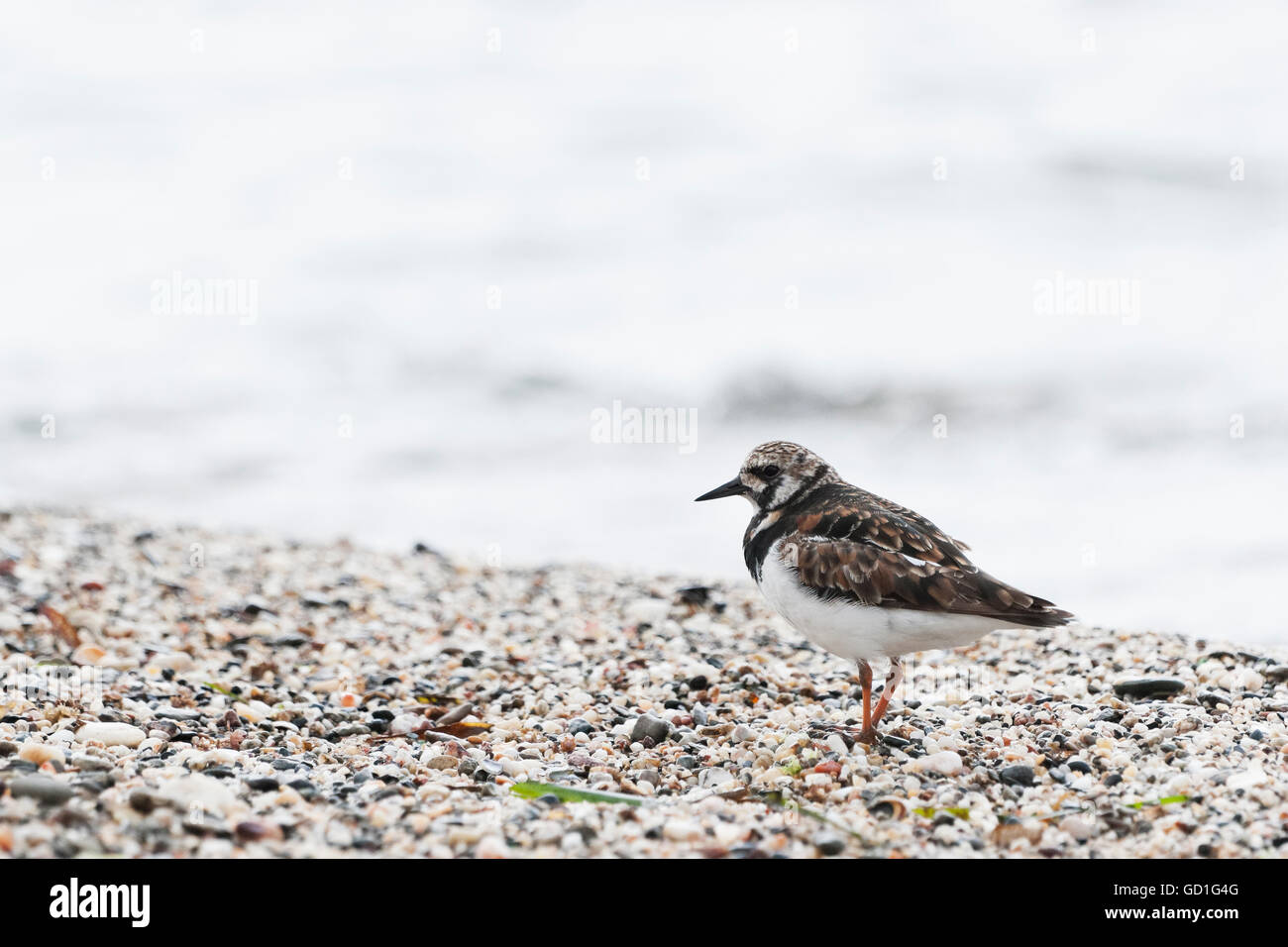 Turnstone portrait, taken in Spain Stock Photo - Alamy