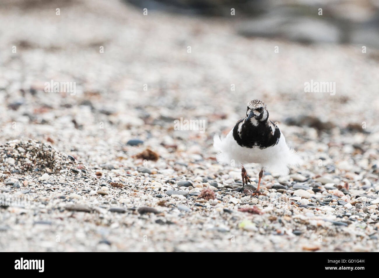 Side profile turnstone hi-res stock photography and images - Alamy