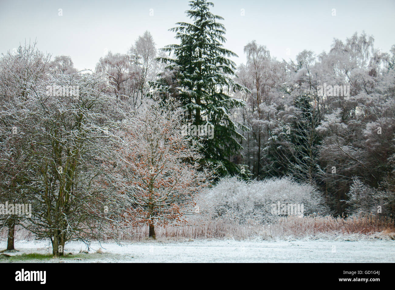 Ice christmas hi-res stock photography and images - Alamy