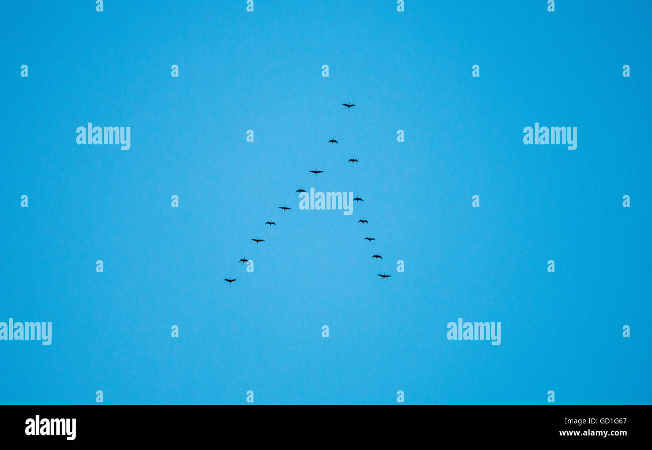 birds flying in a V shape Stock Photo - Alamy