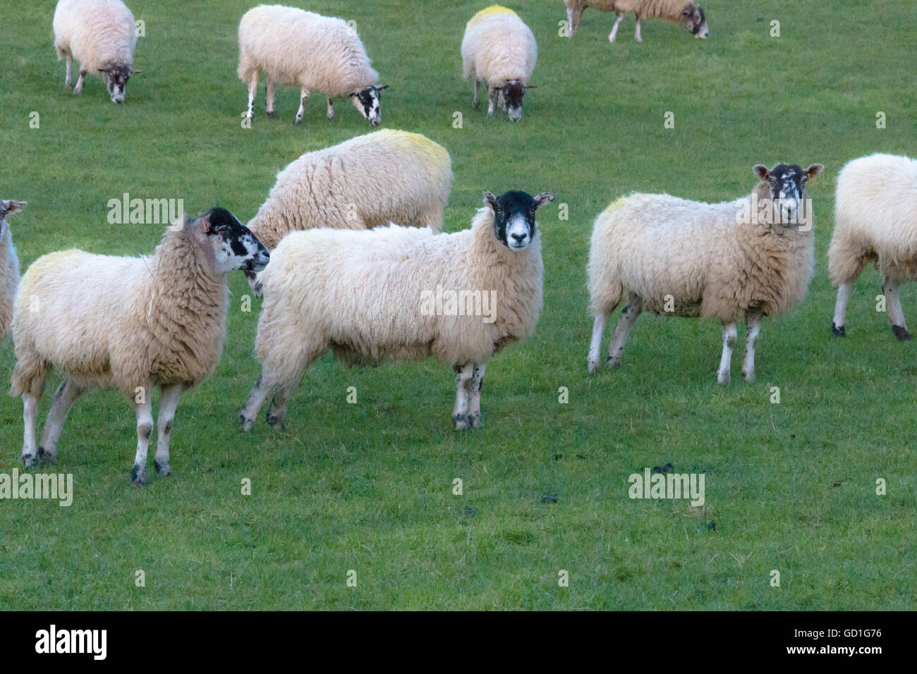 lined up sheep Stock Photo - Alamy