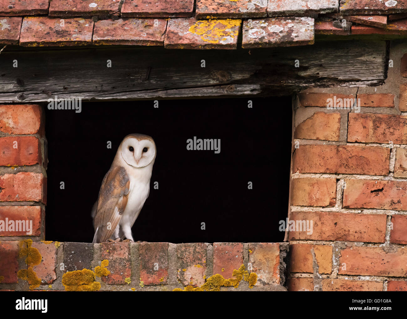 A wild recently fledged barn owl at entrance to nest site, Warwickshire ...