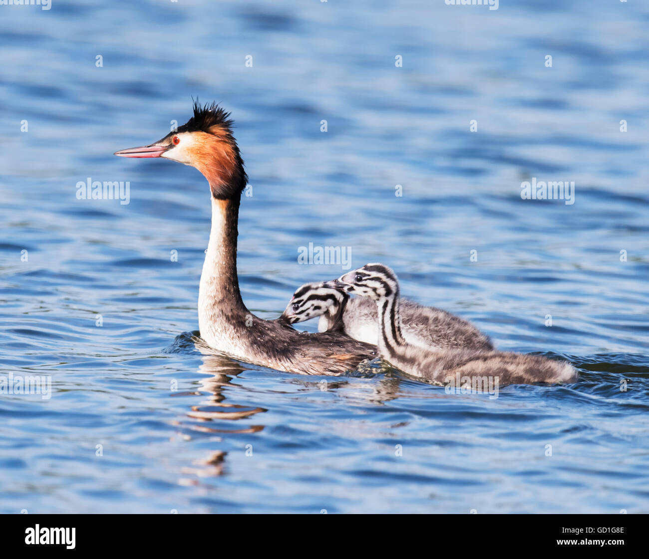 Female Great Crested Grebe (Podiceps cristatus) with two cute chicks ...
