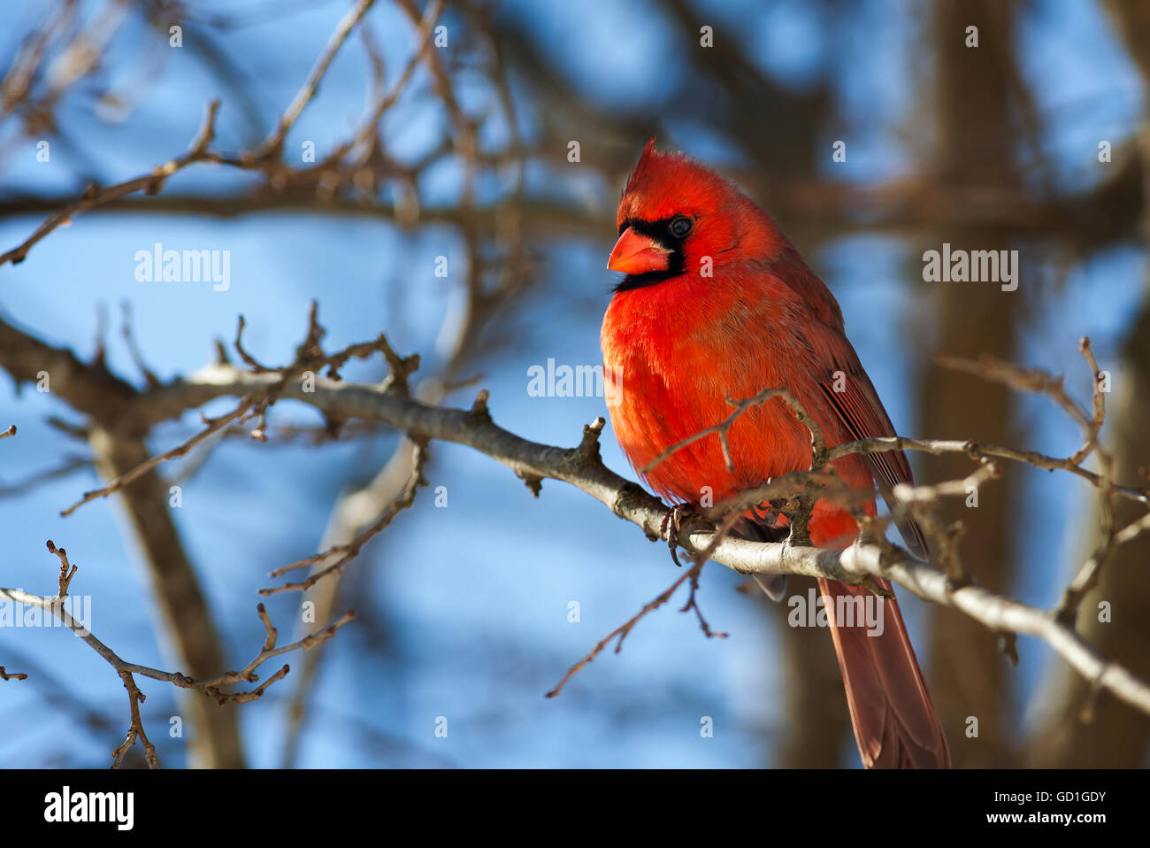Kentucky cardinal hi-res stock photography and images - Alamy